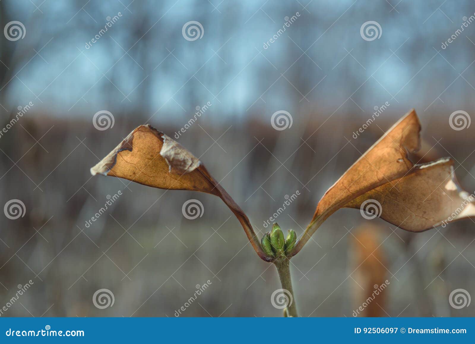 Spring flies stock image. Image of freshness, blossom - 92506097