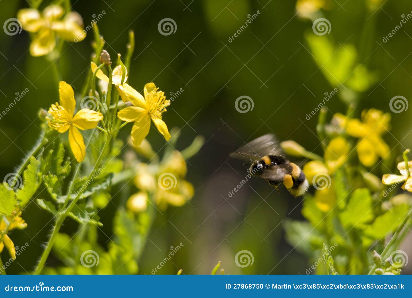 Spring Flight of a Bumblebee Stock Photo - Image of survival, flora ...