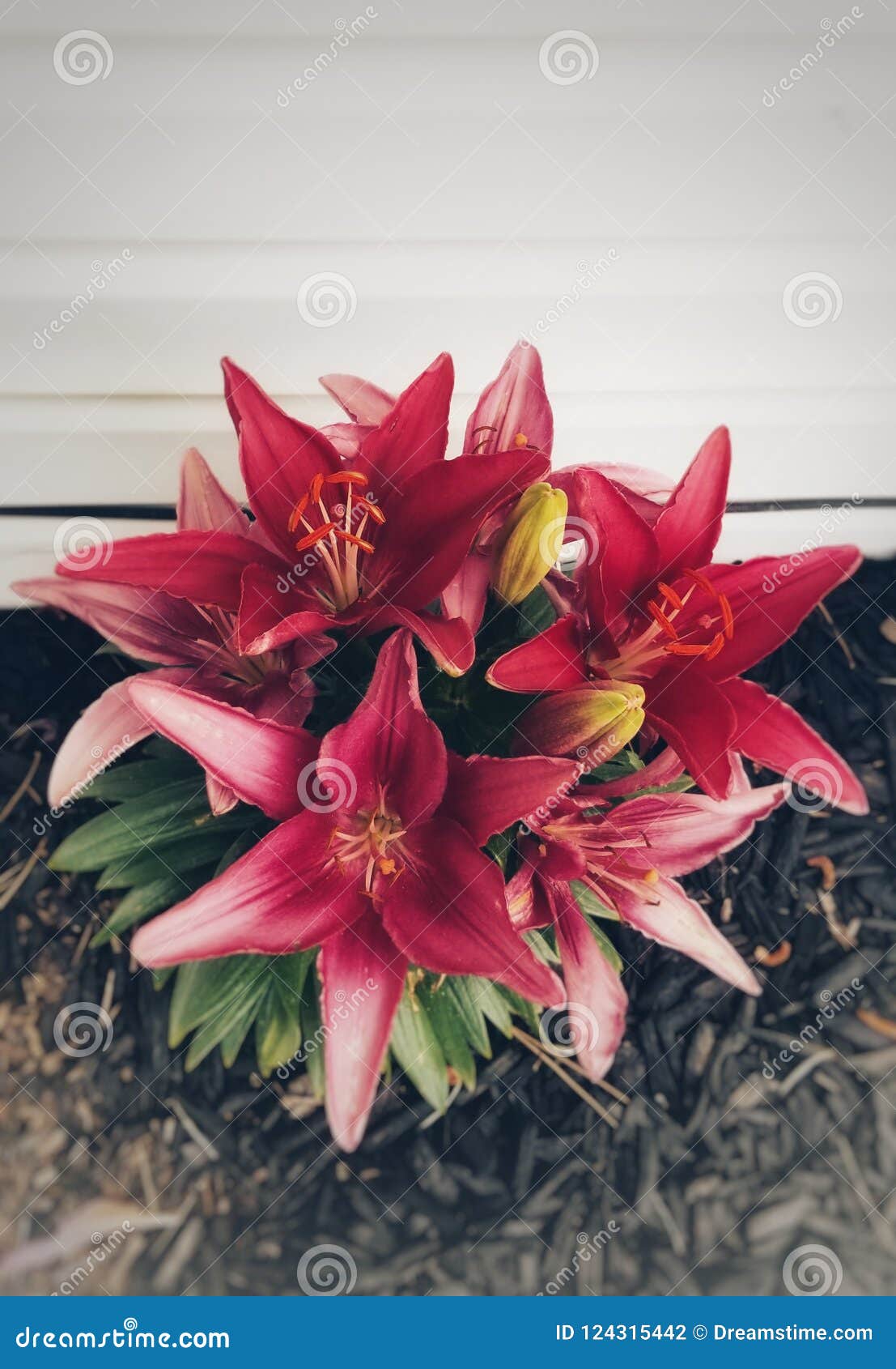 Spring fling stock photo. Image of fling, lillies, bloom - 124315442