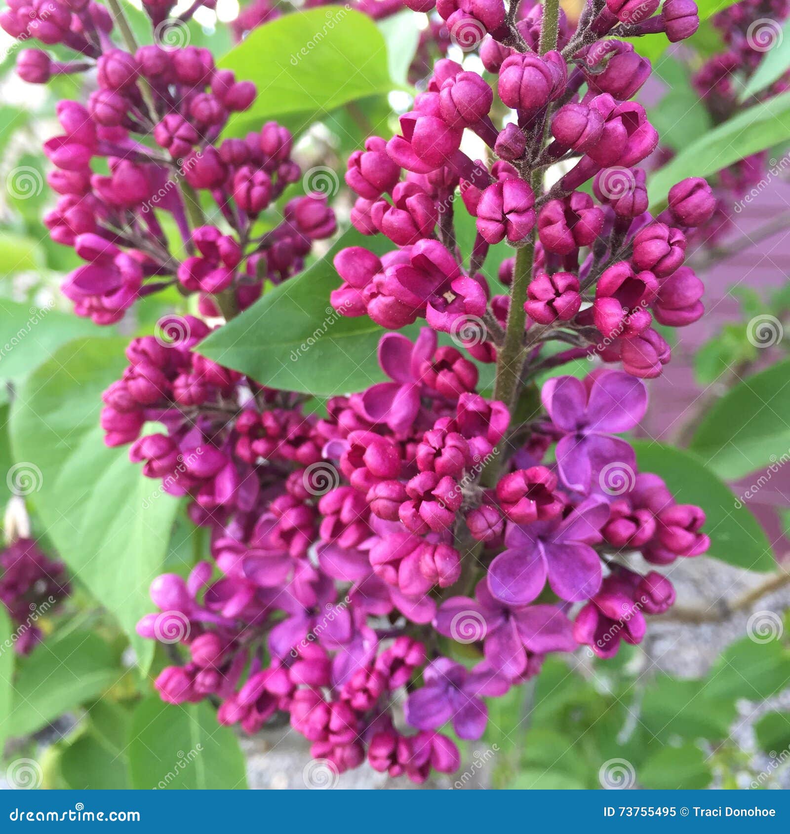 Spring Fling stock image. Image of fling, lilac, spring - 73755495