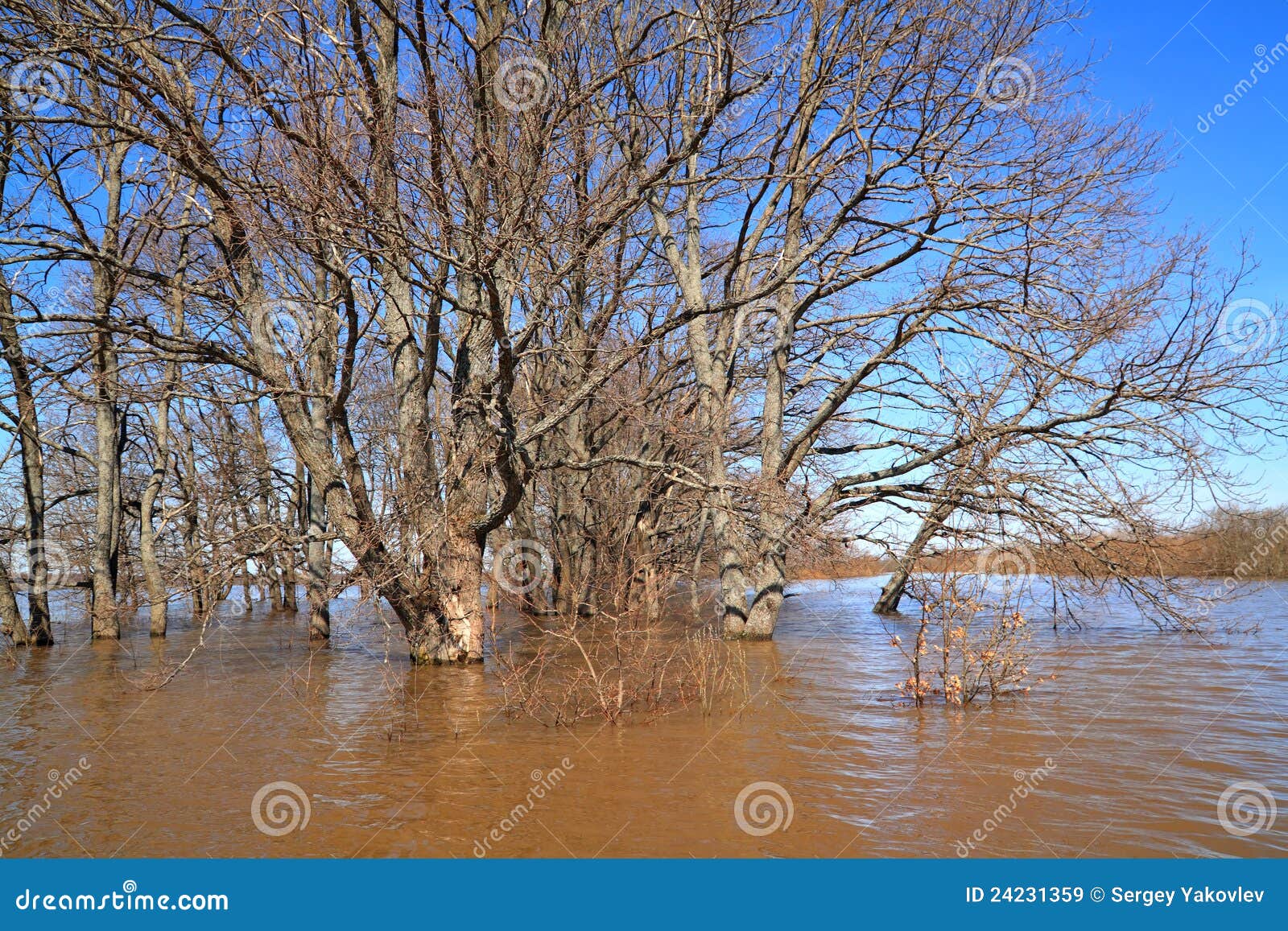 Spring flood stock image. Image of blue, mirror, forest - 24231359