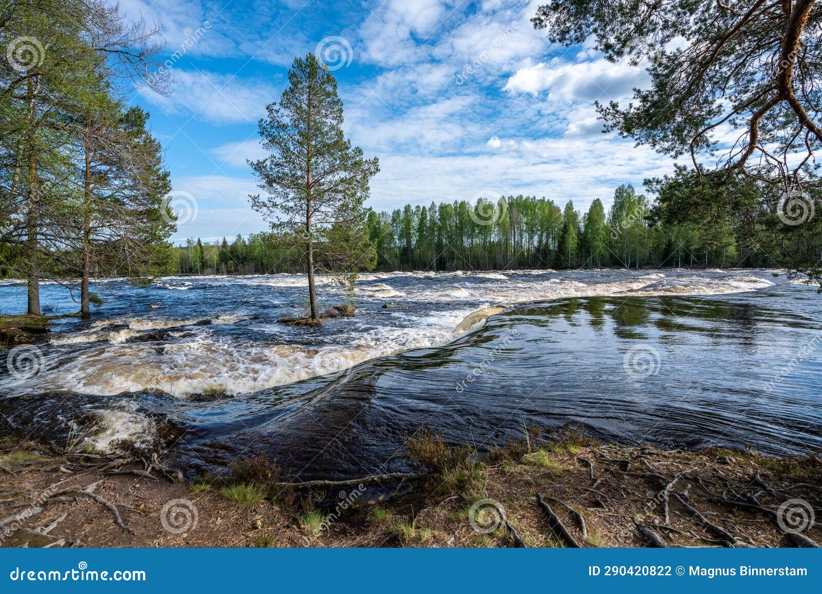 Spring Flood at the Dal-River in Sweden Stock Photo - Image of ...