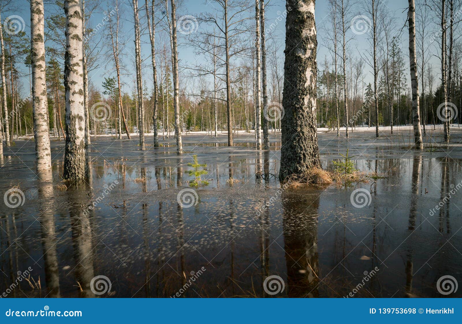 Spring Flood in Early Spring Stock Photo - Image of water, deciduous ...