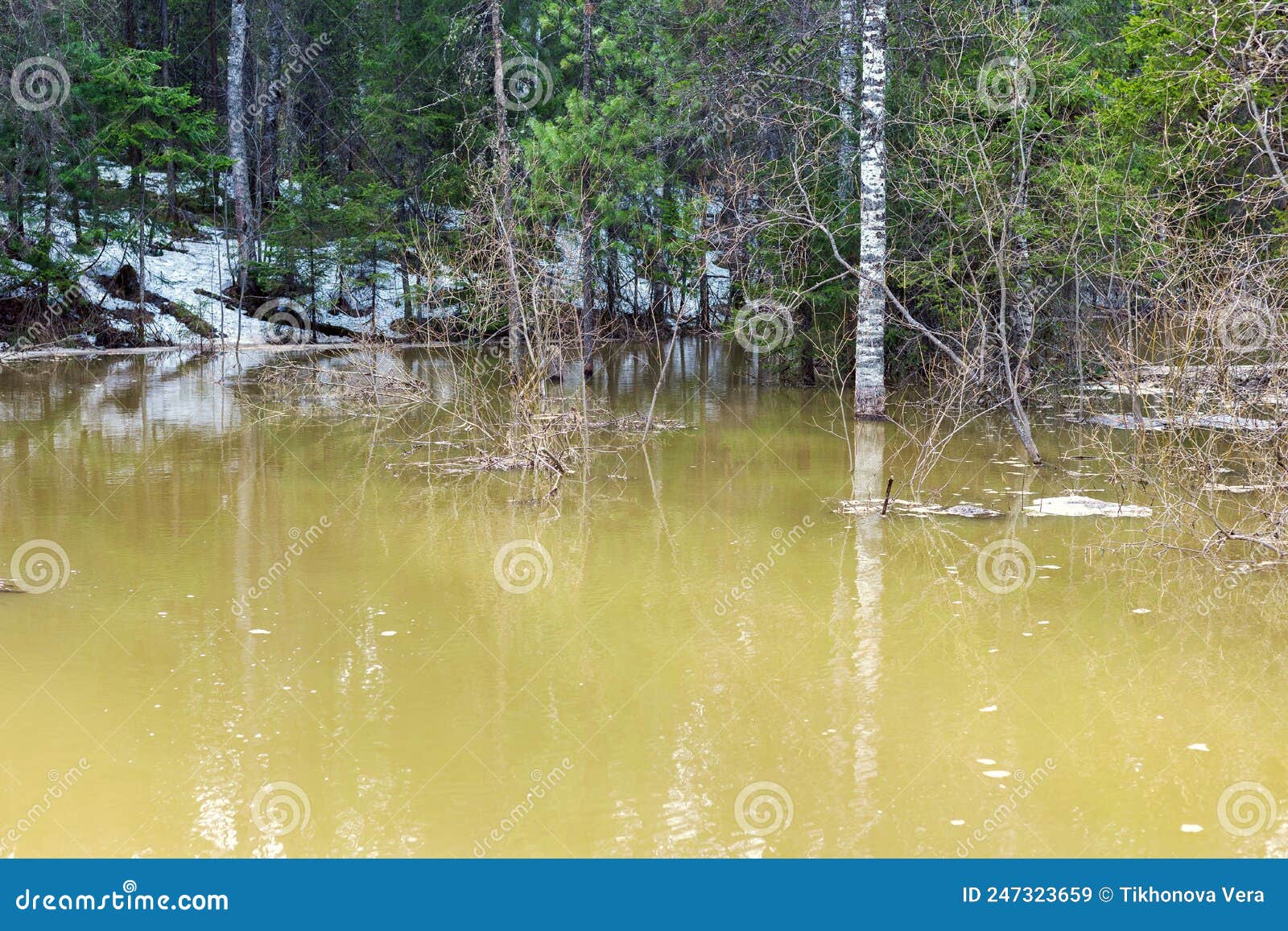 Spring flood in the forest stock image. Image of melting - 247323659