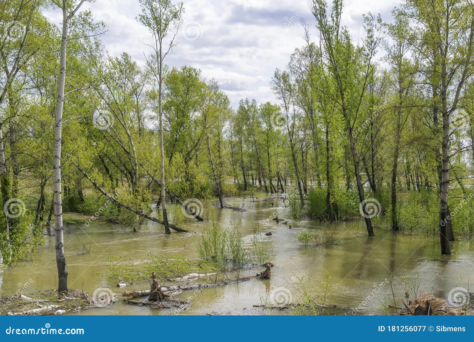 Spring Flood. River Overflowed and Tumbled Down Trees Stock Image ...