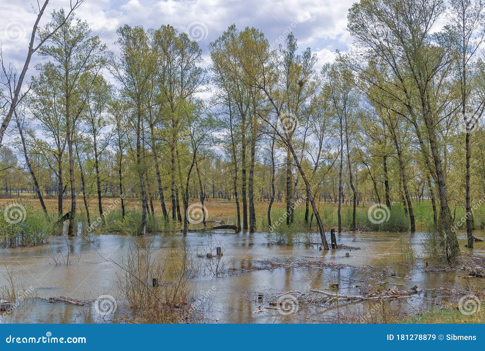 Spring Flood. River Overflowed and Tumbled Down Trees Stock Image ...