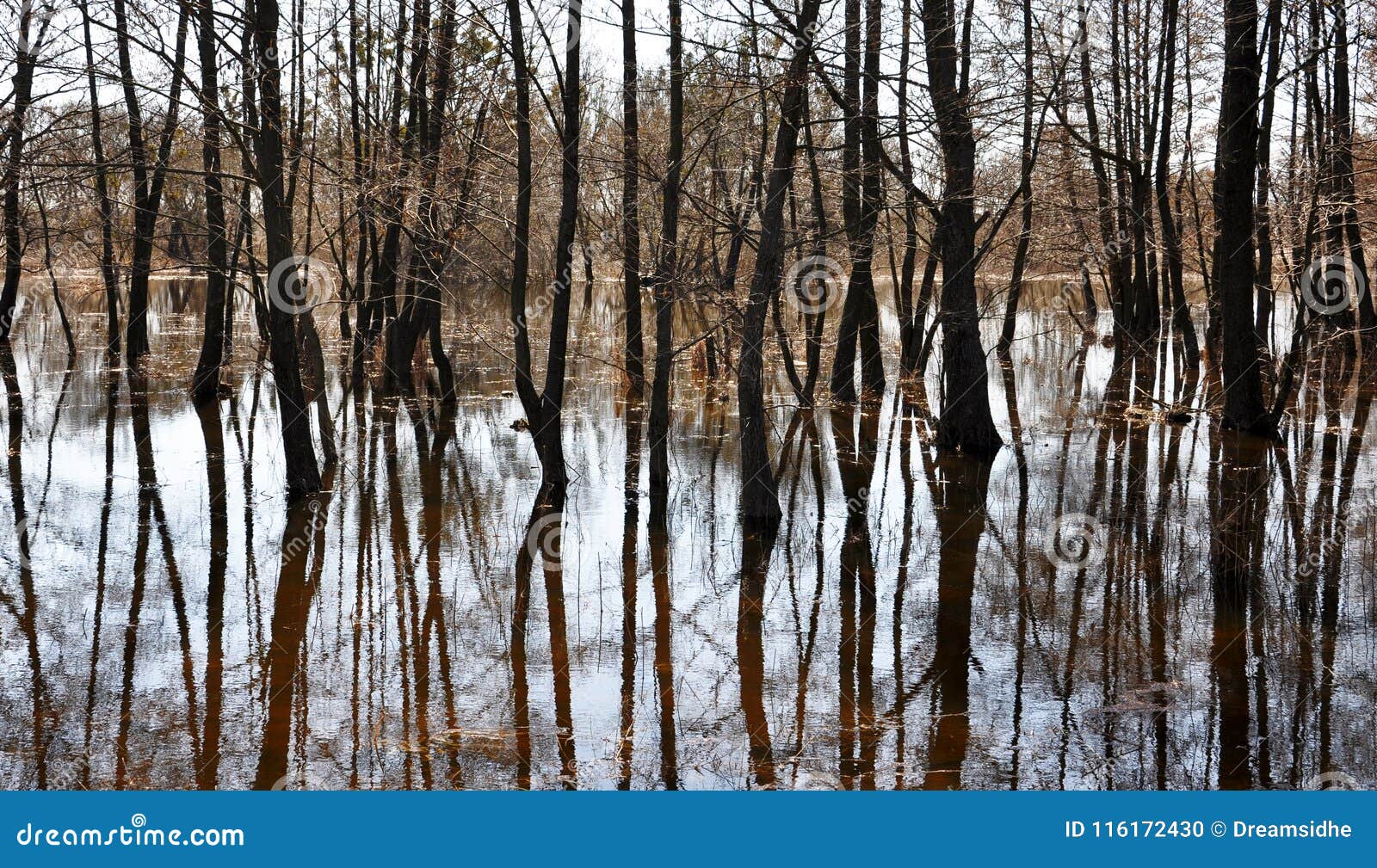 Spring Flooding of the River. Trees Growing Right Out of the Water ...