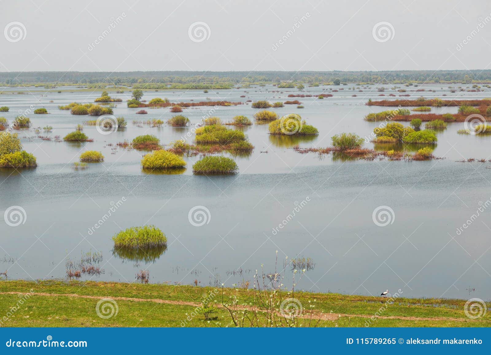 Spring. Floodplain Meadow Flooded with a River. Stock Image - Image of ...