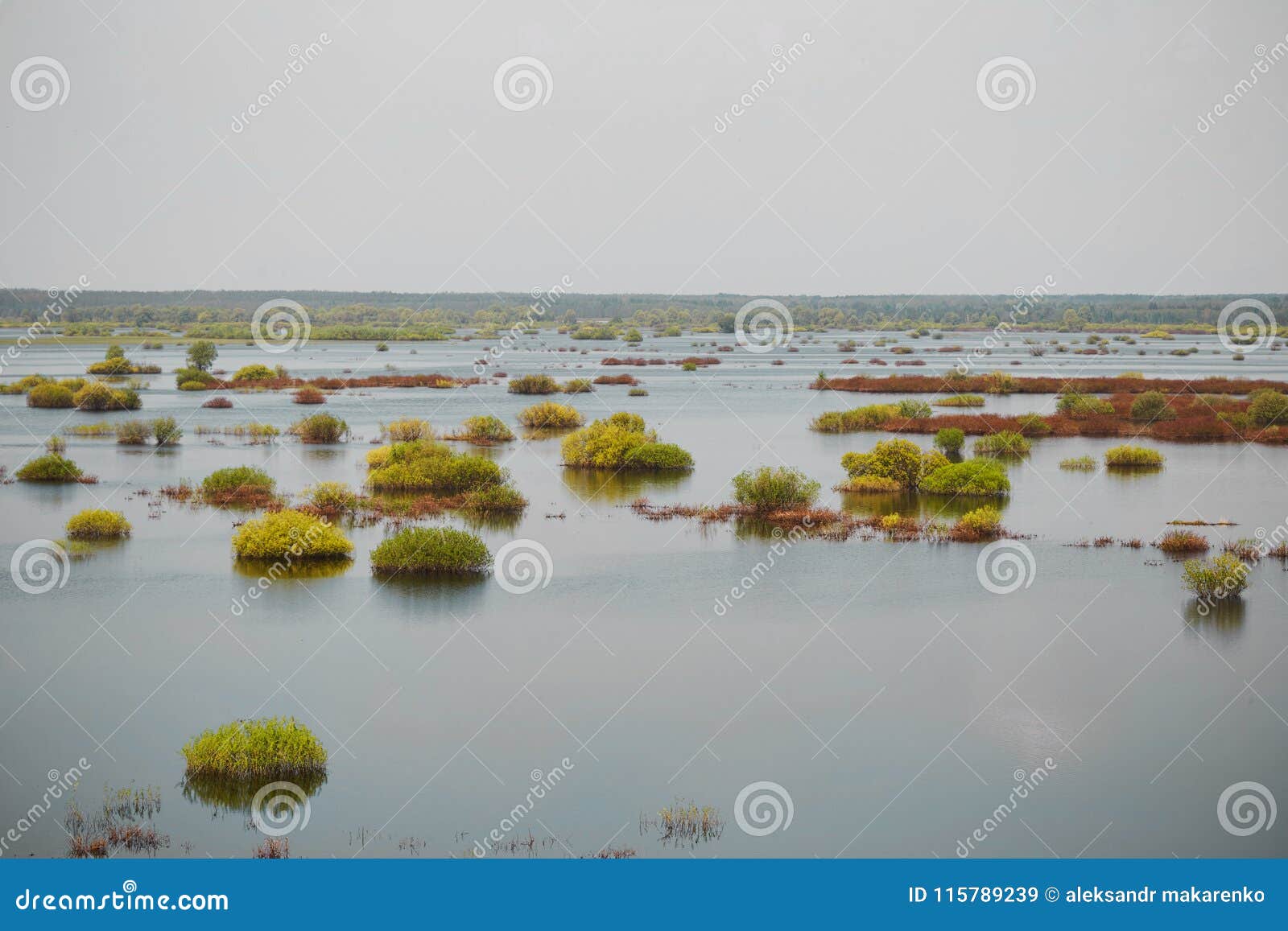 Spring Floodplain Forest With Rich Undergrowth Of Flowers And Old Oaks ...