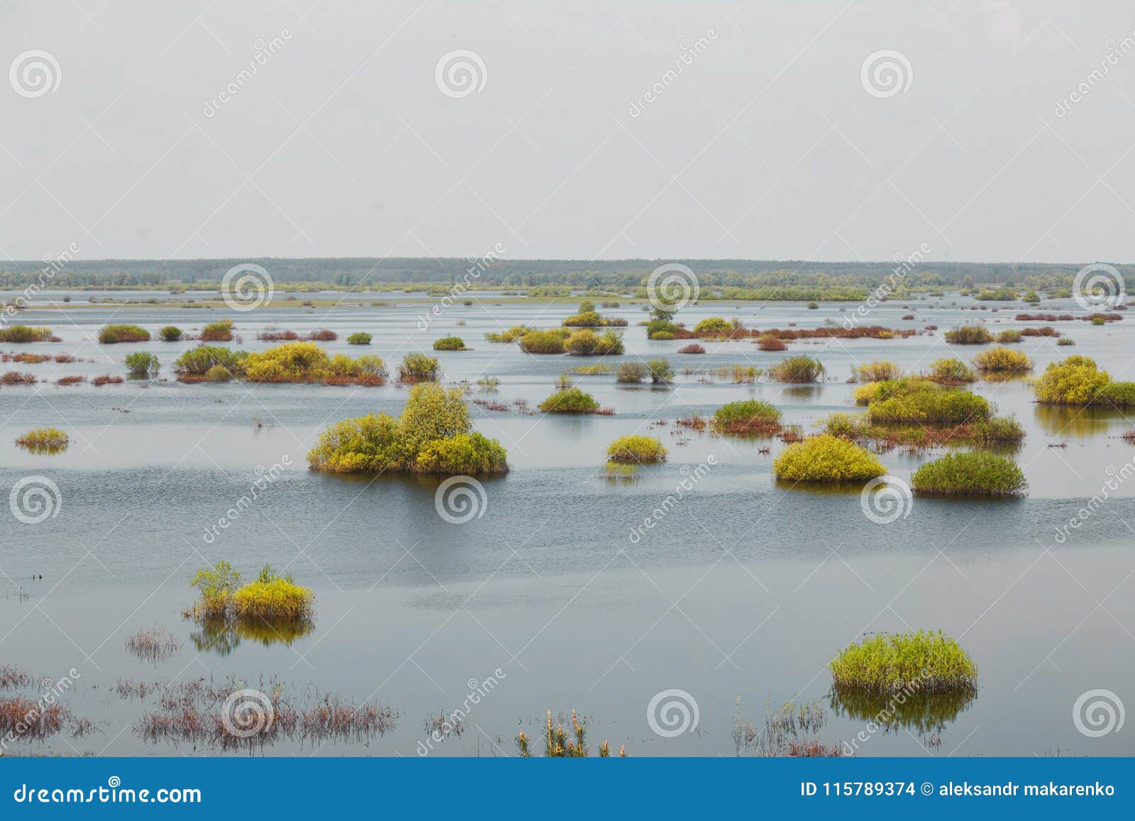 Spring Floodplain Forest With Rich Undergrowth Of Flowers And Old Oaks ...