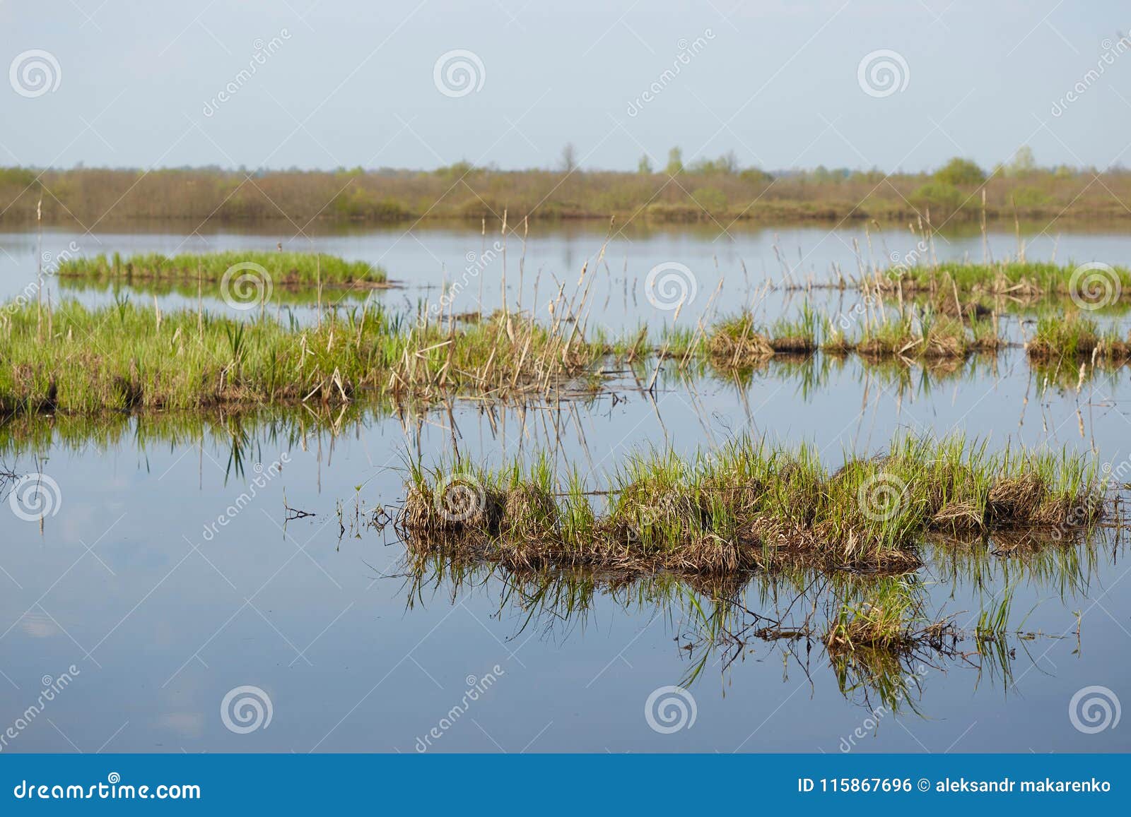 Spring Floodplain Forest With Rich Undergrowth Of Flowers And Old Oaks ...