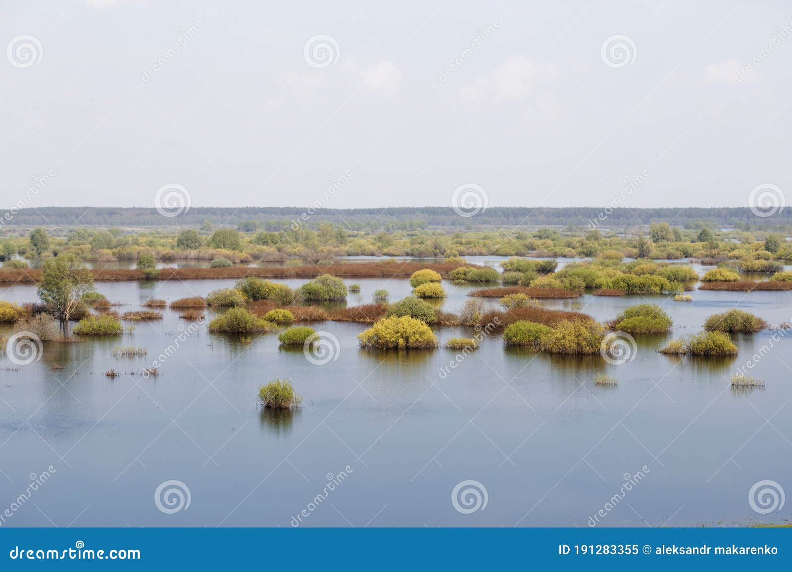 Spring Floodplain Forest With Rich Undergrowth Of Flowers And Old Oaks ...