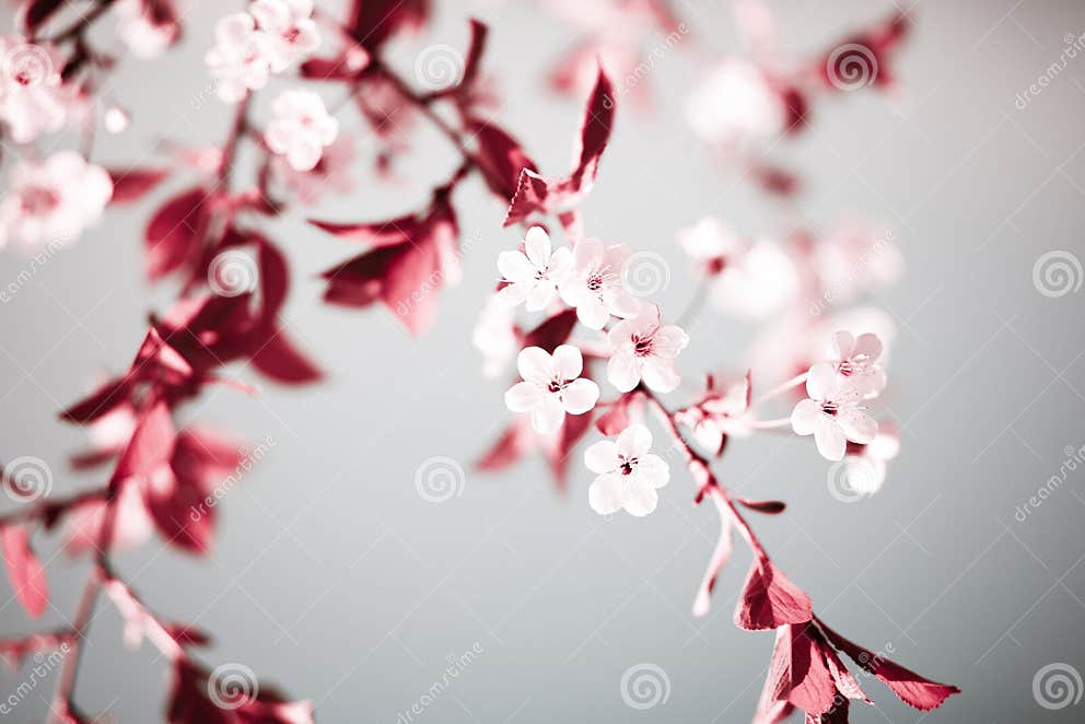 Spring Floral Abstract Background Stock Photo - Image of floral, shape ...