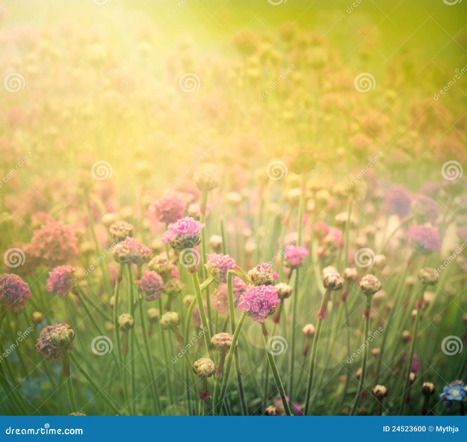 Spring Digital Backgrounds