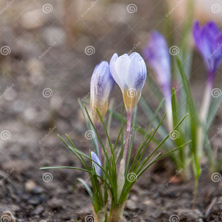 Spring Floral Background / Crocuses Stock Photo - Image of time, march ...