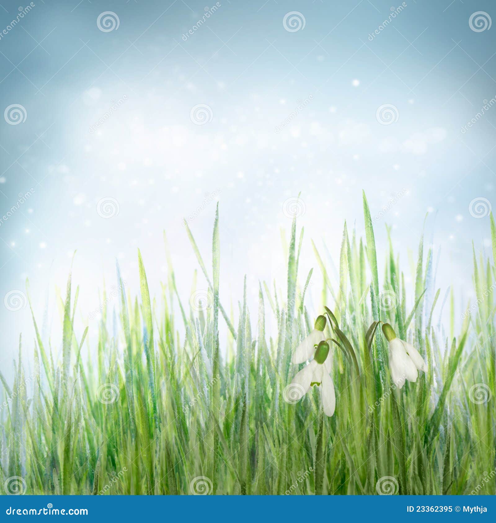 Spring Floral Background with Snowdrop Flowers Stock Image - Image of ...