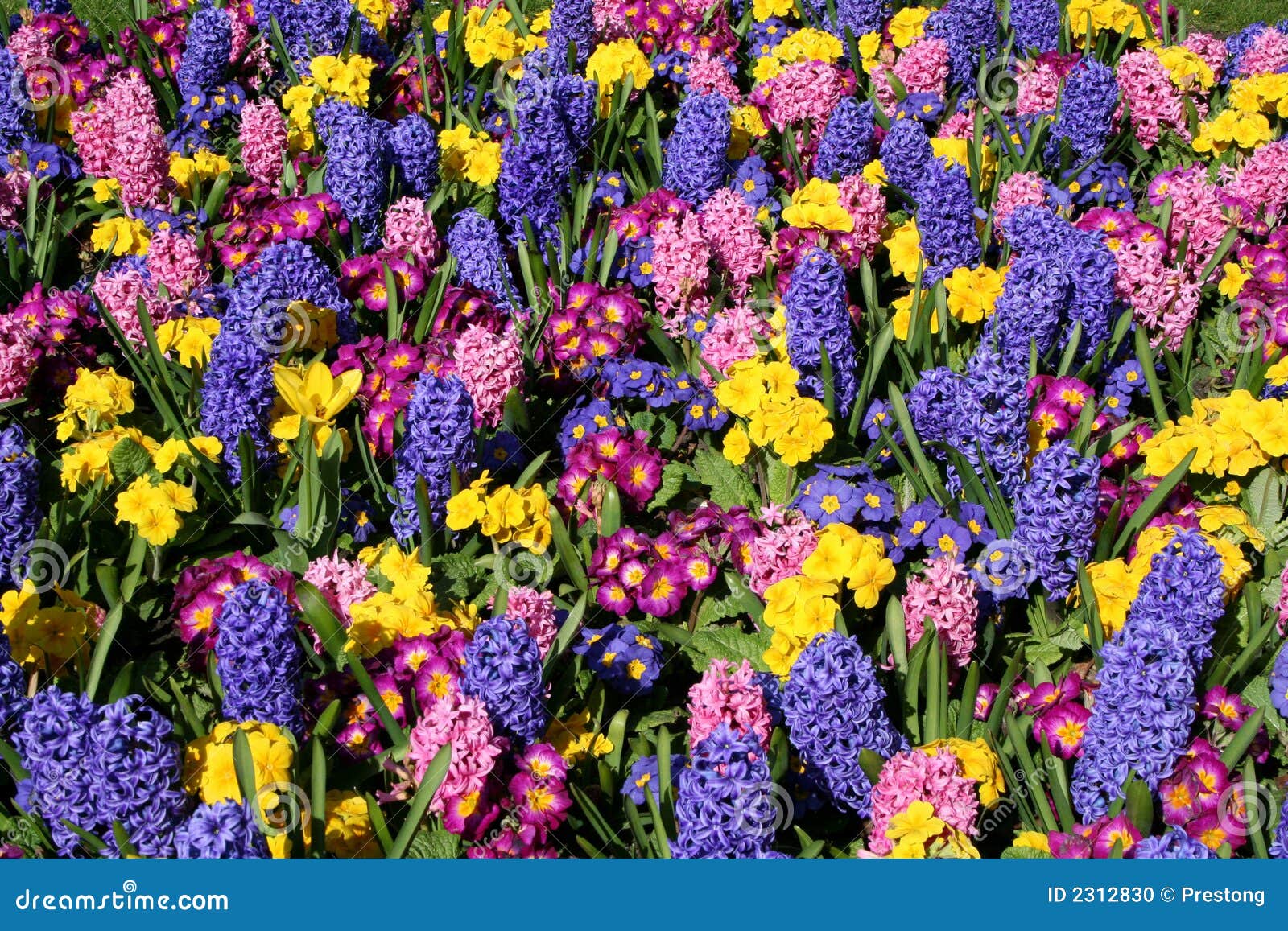 Spring Floral Display. stock photo. Image of garden, display - 2312830