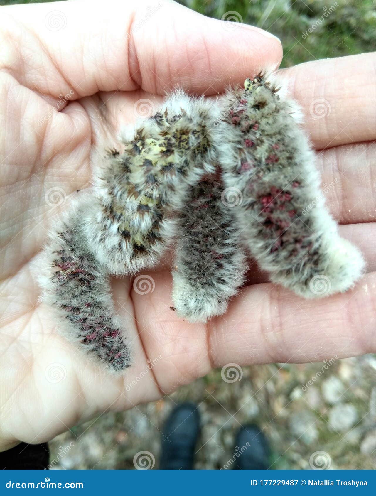 Spring Floral Willow Flowers in the Hand Beautiful Texture Top View ...