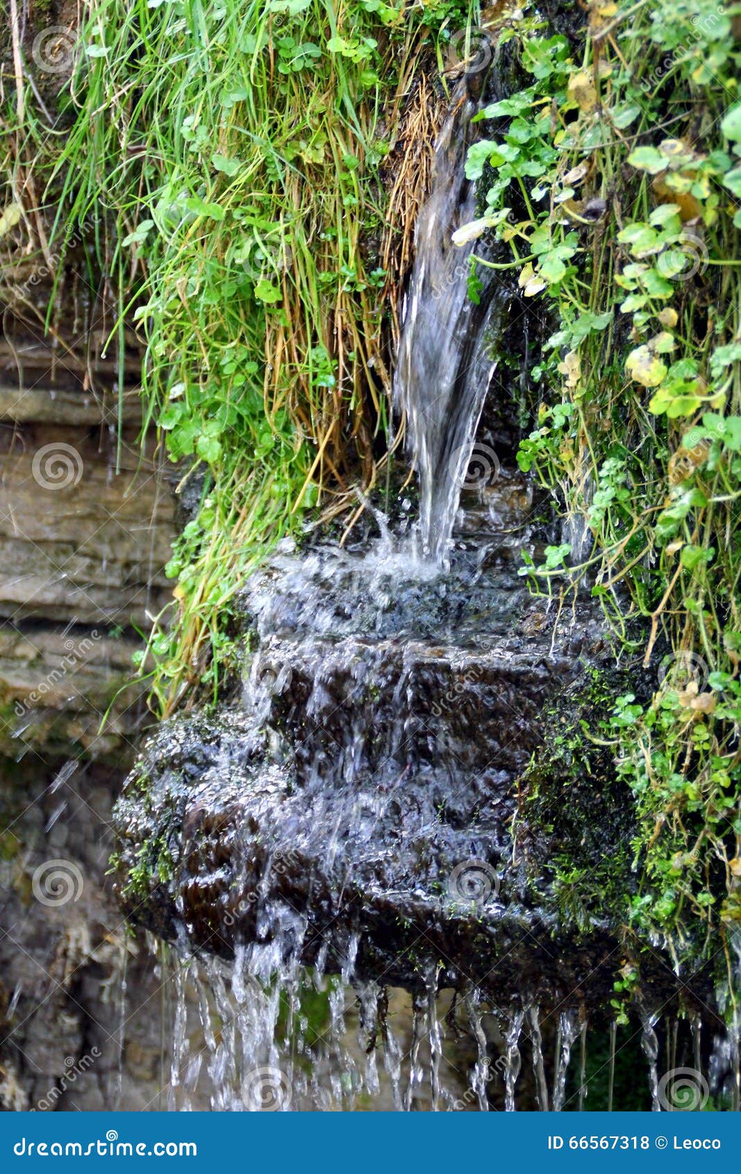 Spring stock photo. Image of shape, color, plant, scenery - 66567318