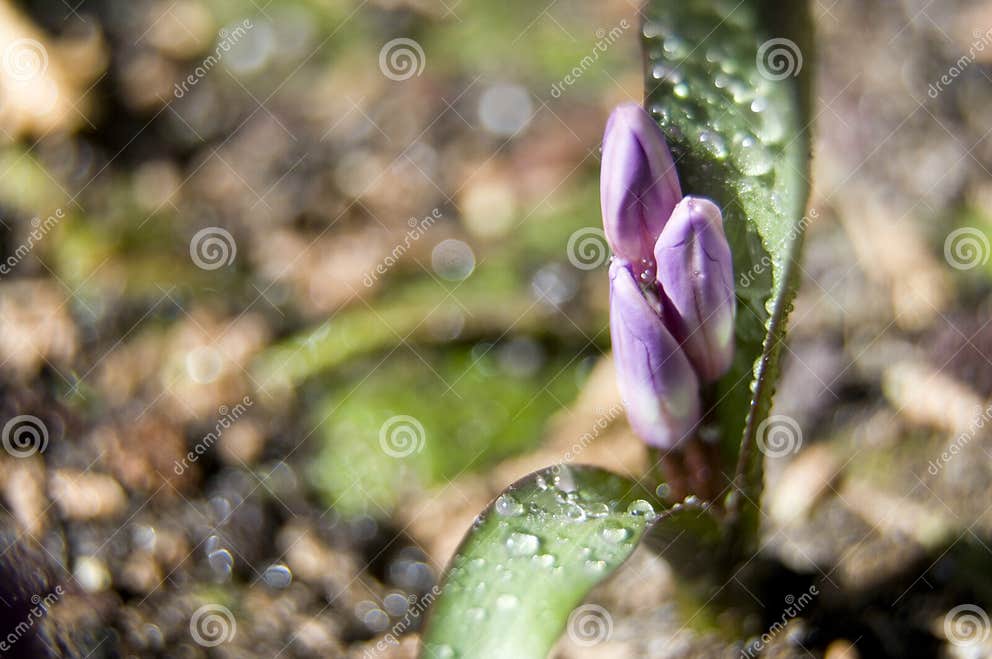 Spring flower stock photo. Image of life, natural, growing - 13579148