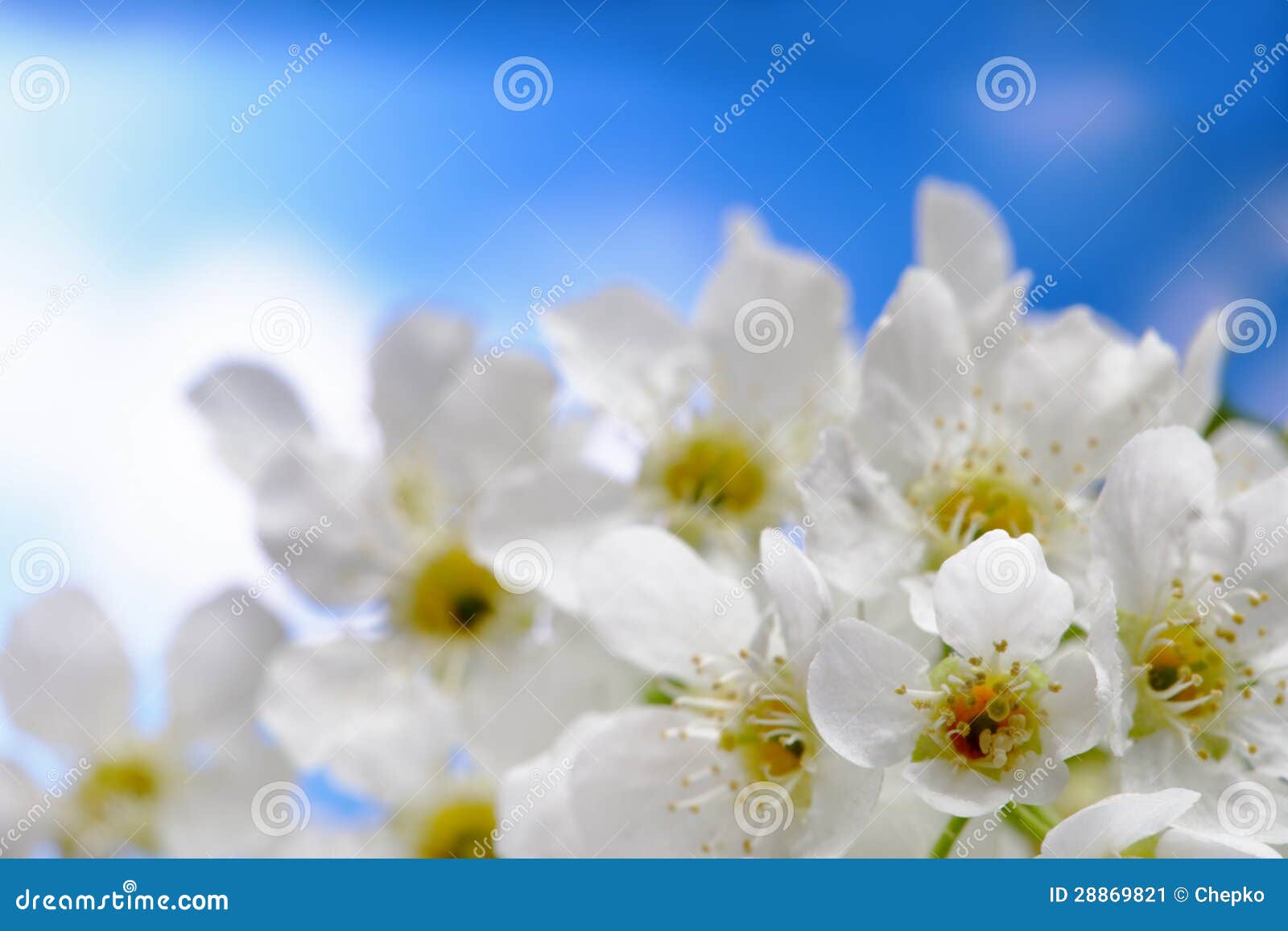 Spring flower stock image. Image of cloud, leaf, green - 28869821