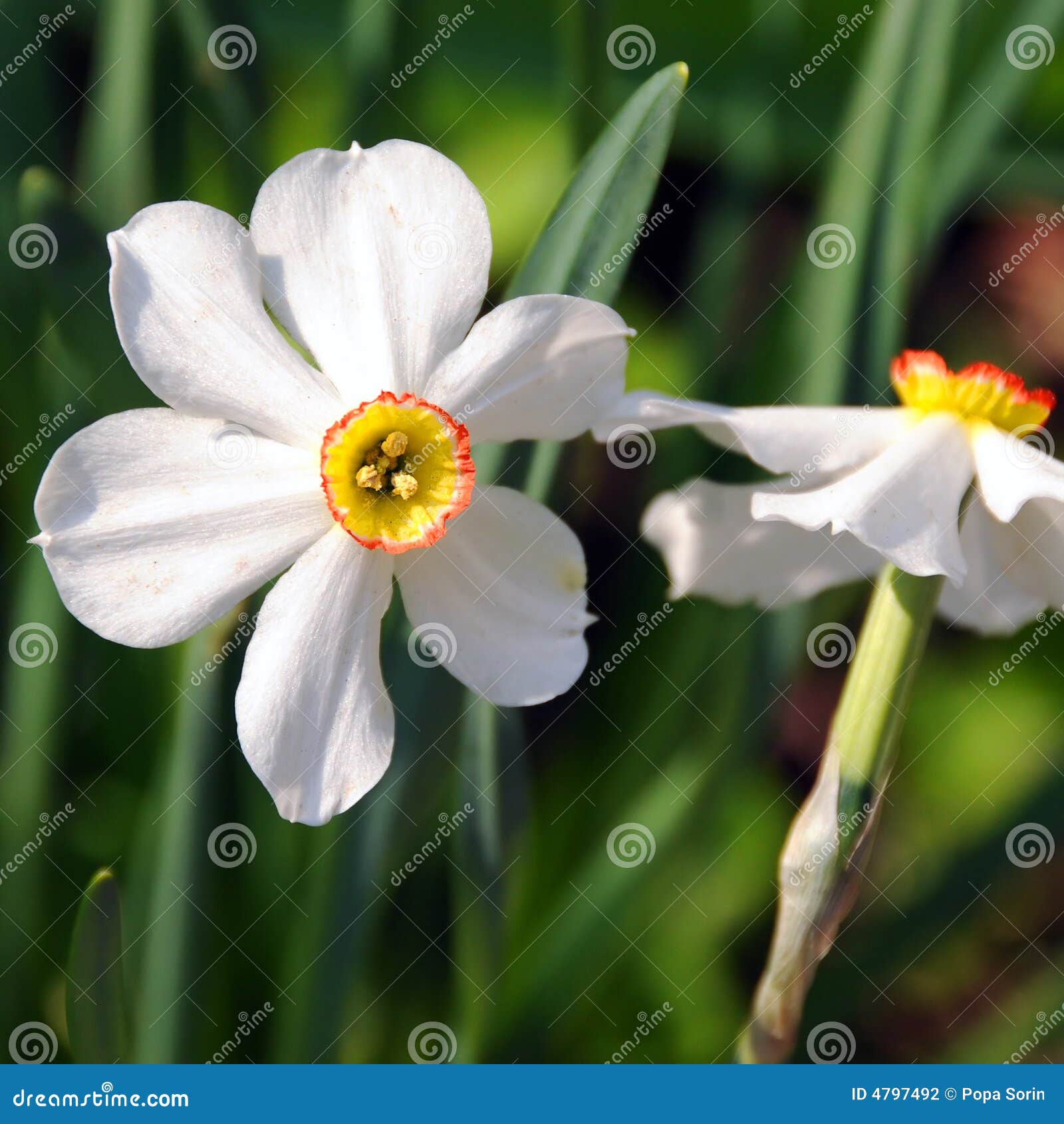 Spring flower stock photo. Image of botany, flower, flora - 4797492