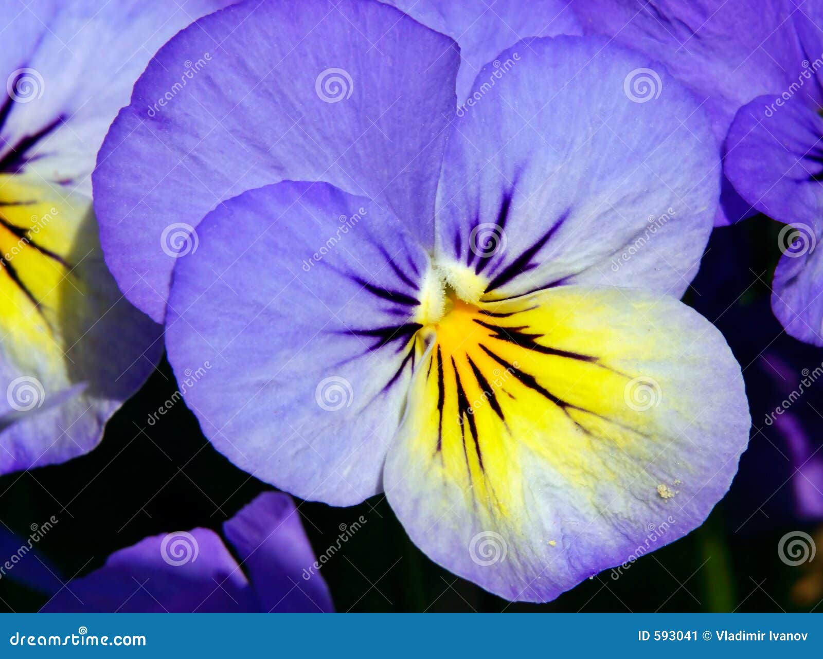 Spring flower stock image. Image of lush, colorful, botanical - 593041