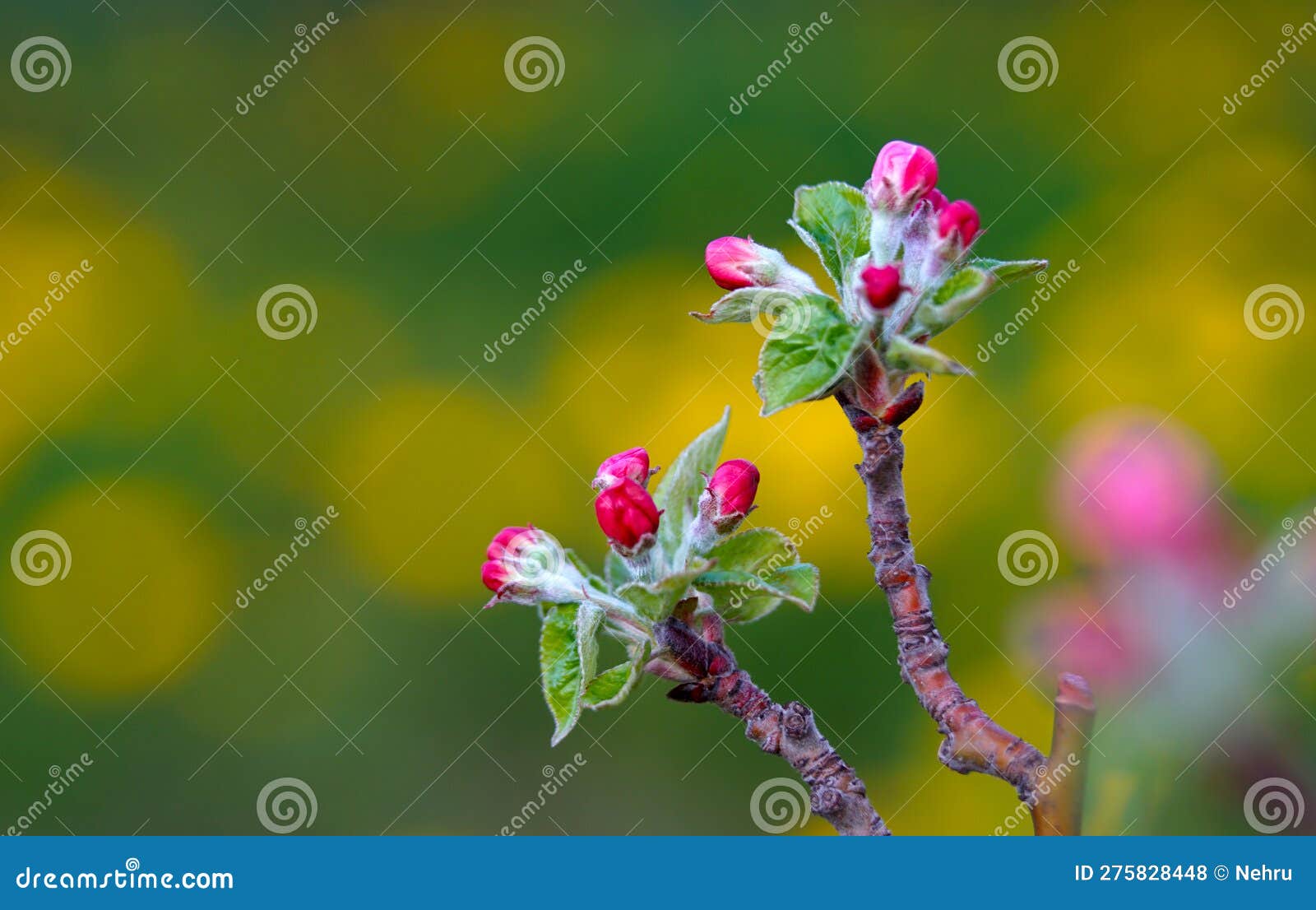 Spring Flower Apple Blossoms in an Orchard , April,spring, Stock Photo ...