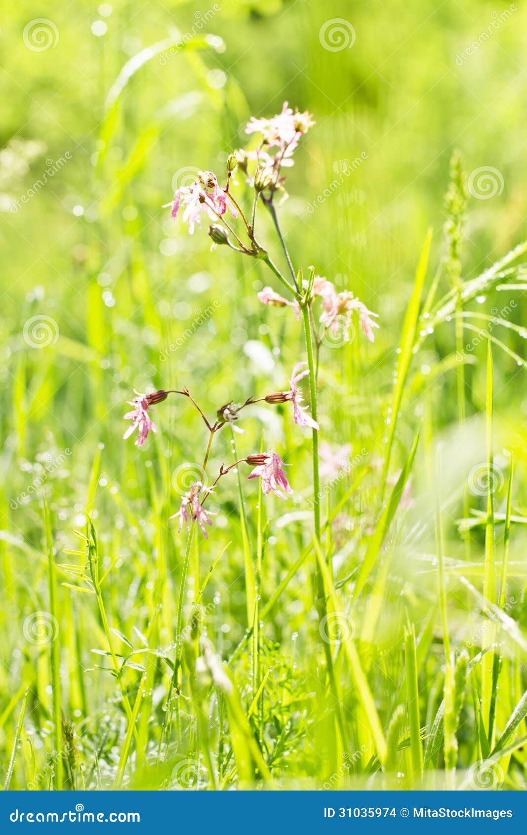 Spring flower background stock photo. Image of flora - 31035974