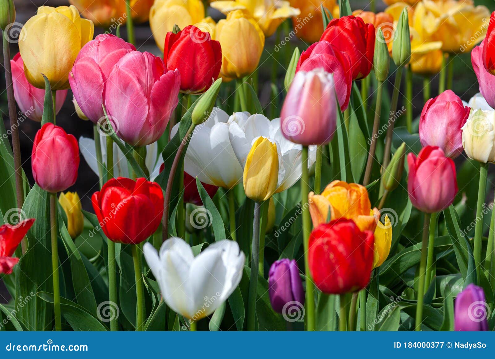 Spring Flower Background of Multi Colored Tulips Blooming in the Garden ...
