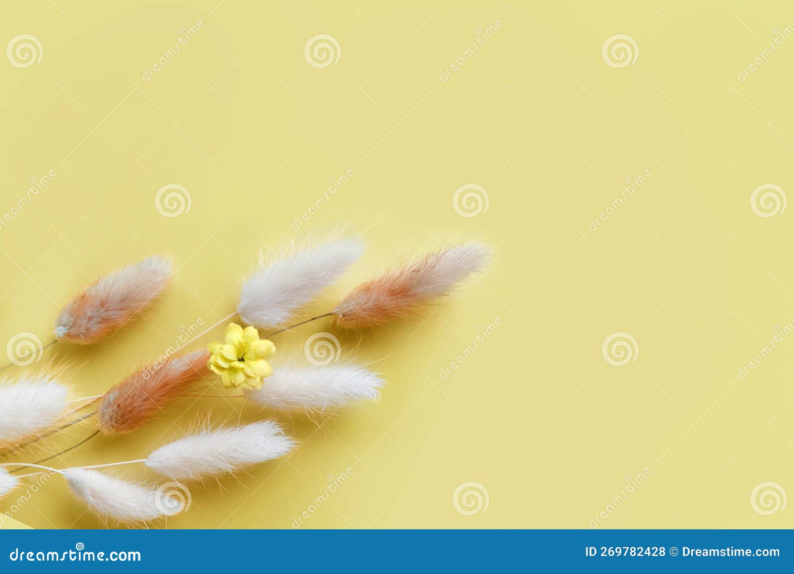 Spring flower background. stock photo. Image of inflorescence - 269782428