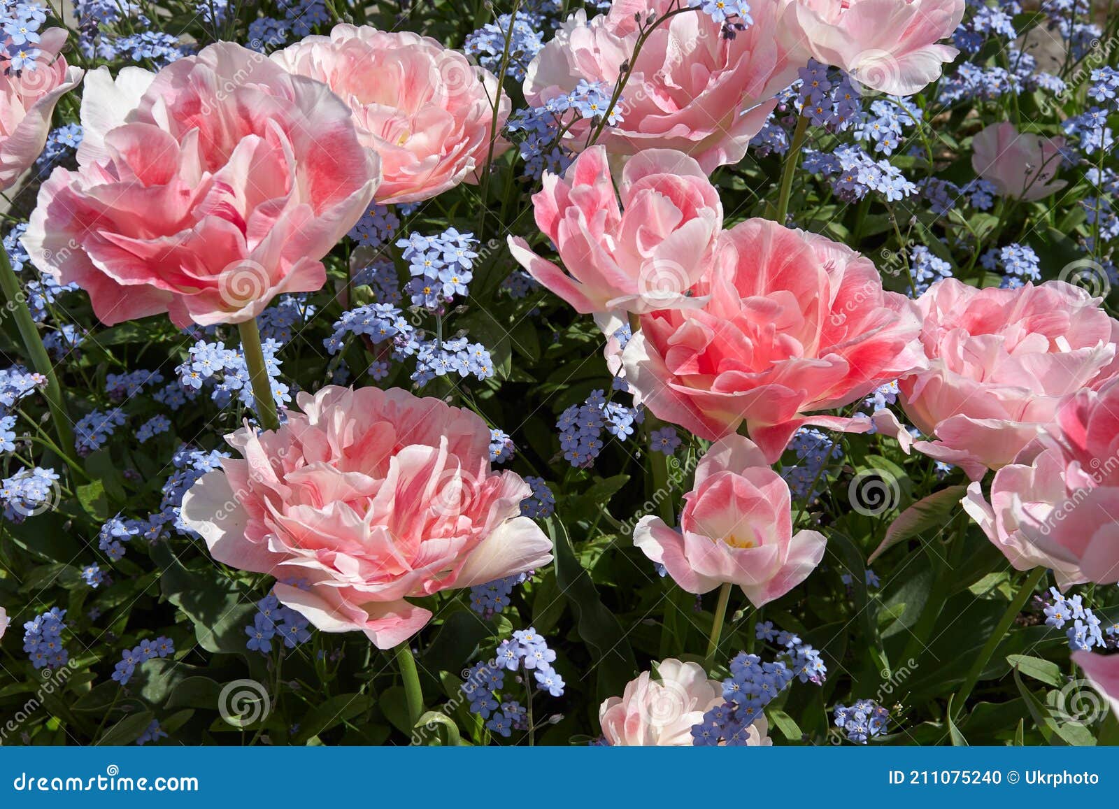 Pink and Blue Spring Flower Background Wirh Tulips Stock Photo - Image ...