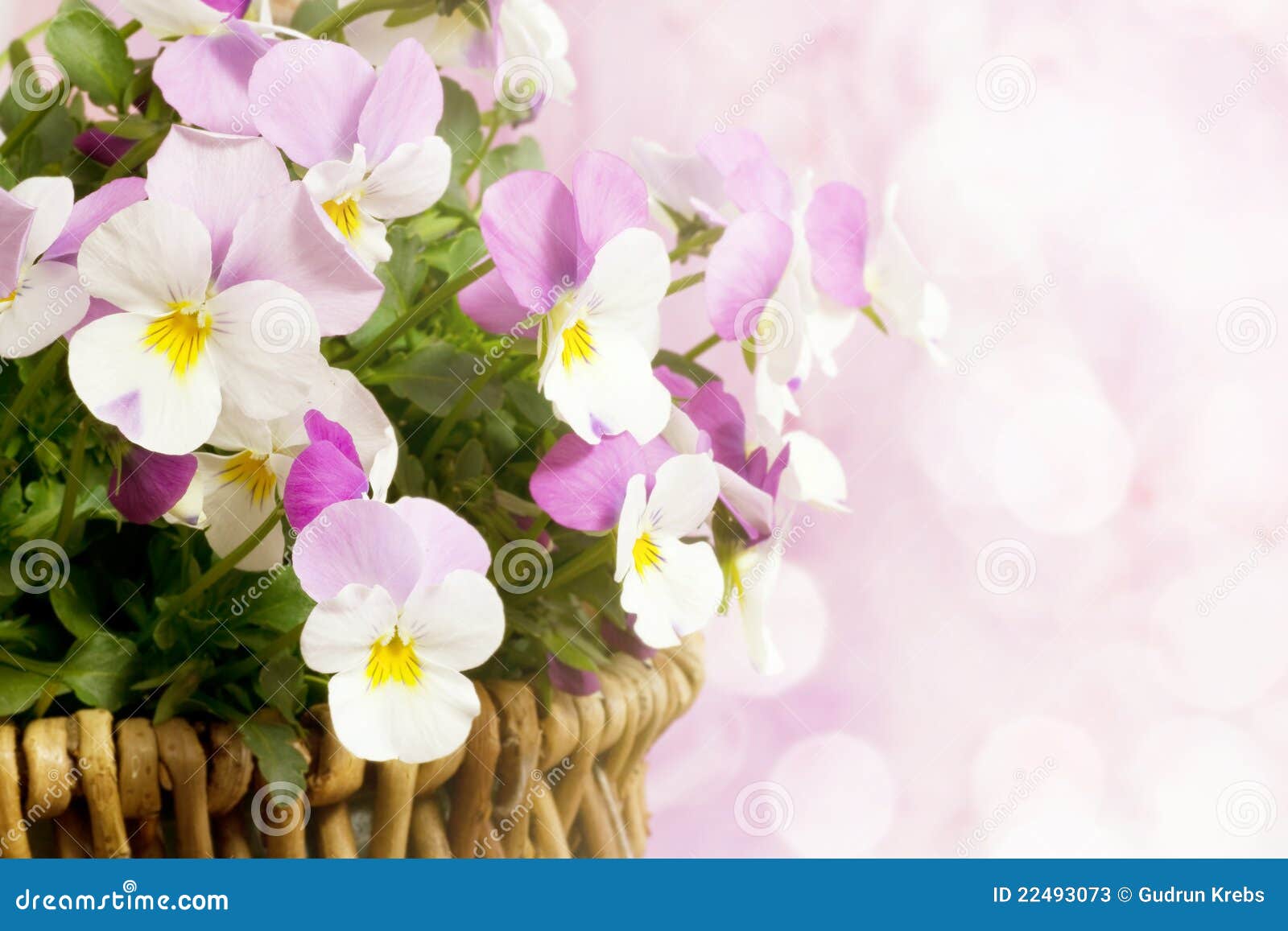 Spring flower basket stock image. Image of crop, wild - 22493073