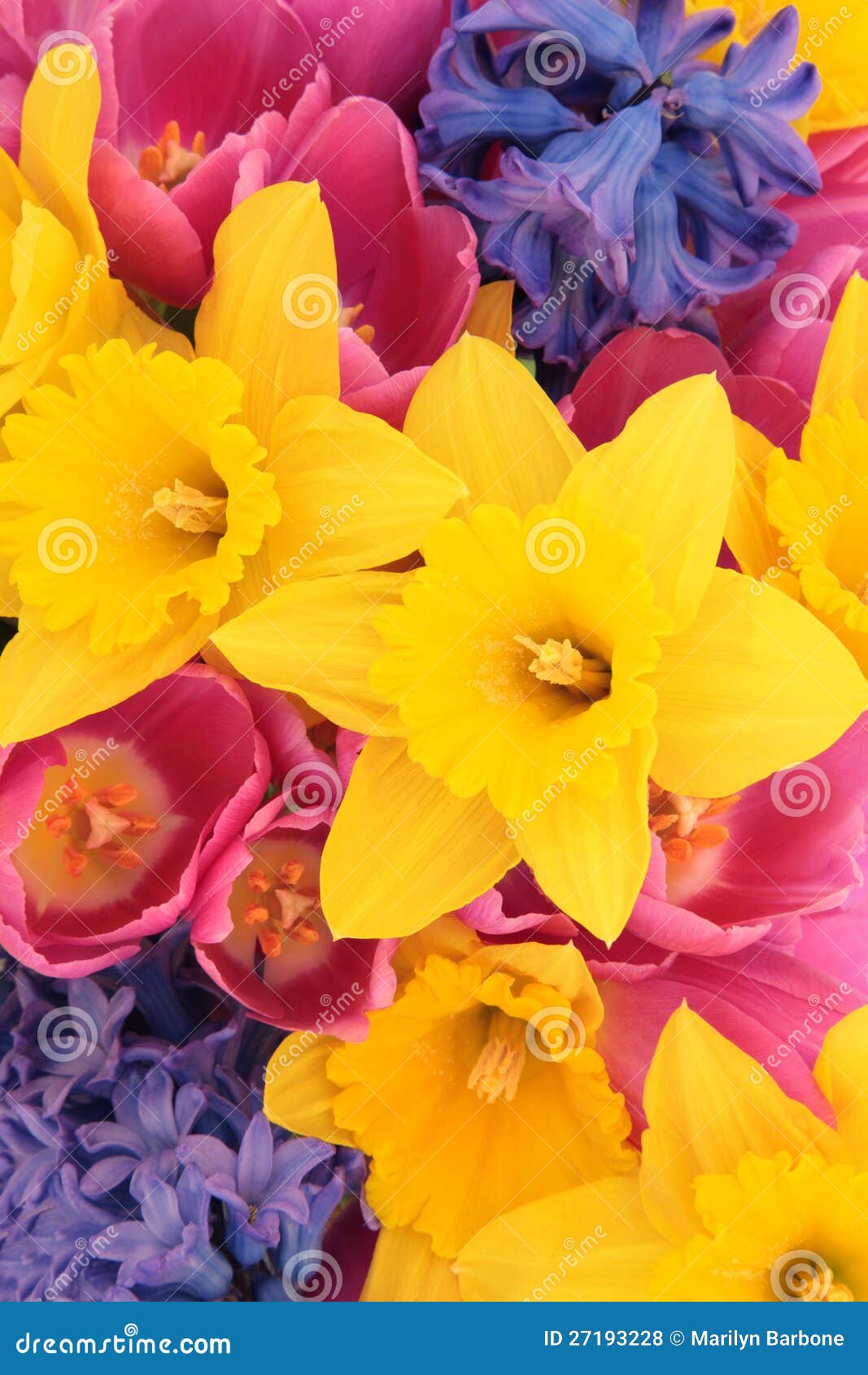 Spring Flower Beauty stock photo. Image of colourful - 27193228