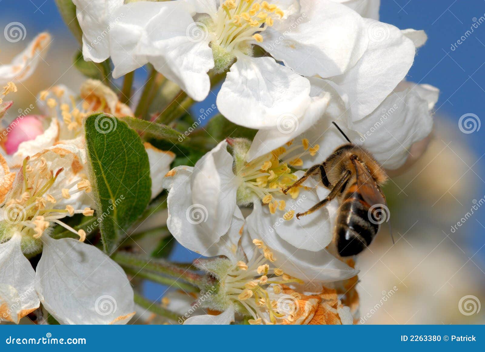 Spring flower with bee stock photo. Image of food, nature - 2263380