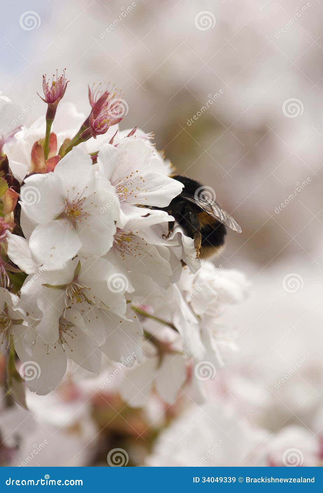 Spring flower and bee stock image. Image of bumblebee - 34049339