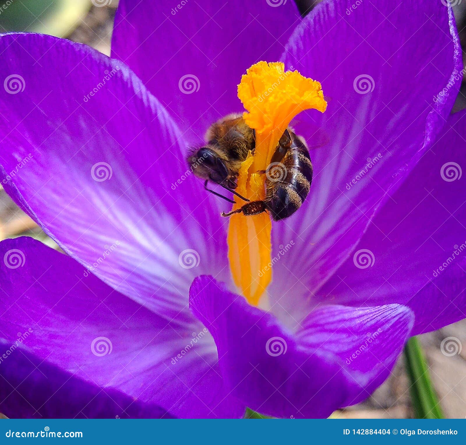 Spring, Flower and Bee. Bee on the Flower Crocus Spring. Bee on a ...