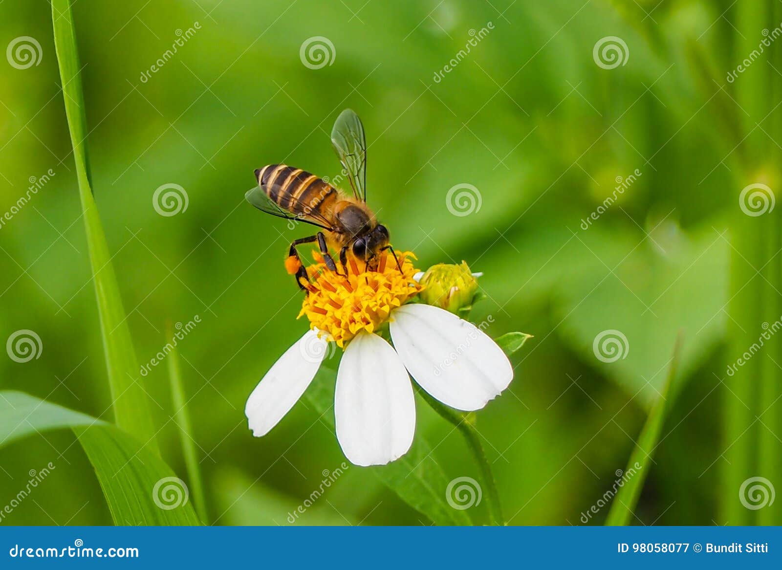 Spring flower and bee. stock image. Image of fresh, farm - 98058077