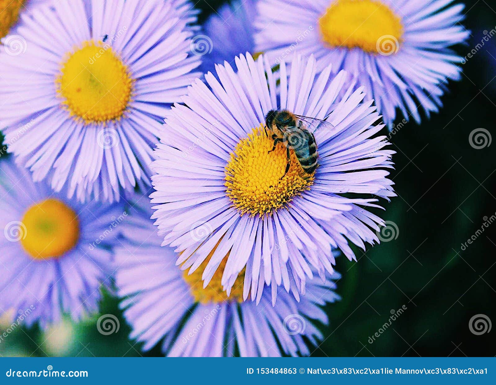Spring Flower and Bee Macro Stock Image - Image of cute, canon: 153484863