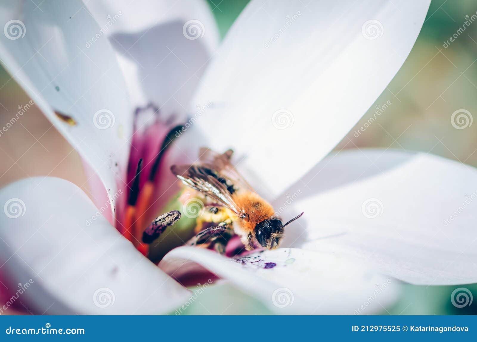Spring Flower and Bee, Symbols of Spring Stock Image - Image of bees ...