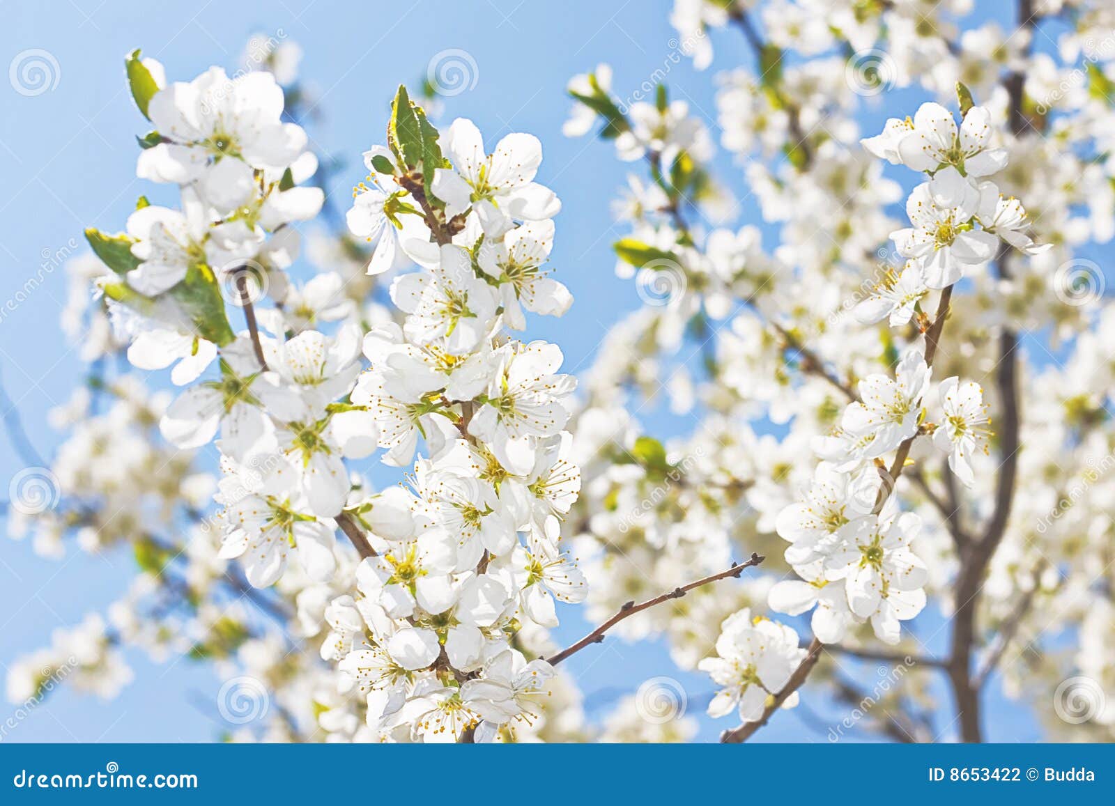 Spring flower blossom. stock photo. Image of flower, outdoor - 8653422