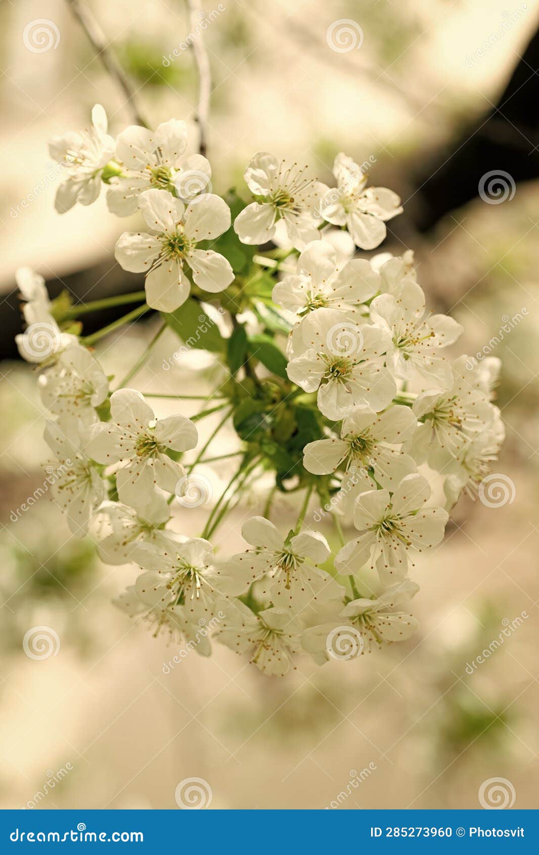 Spring Flower Blossom. Spring Blossom Flower on Branch Stock Photo ...