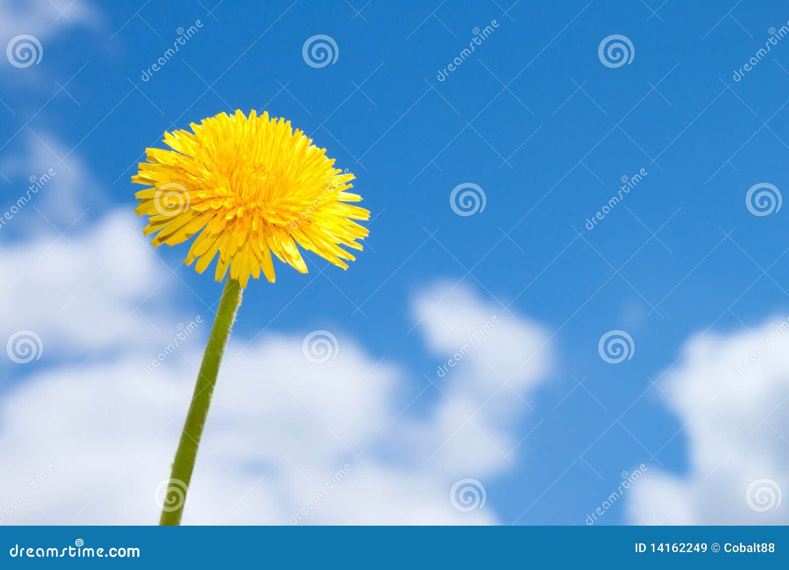 Spring flower on blue sky stock image. Image of blue - 14162249