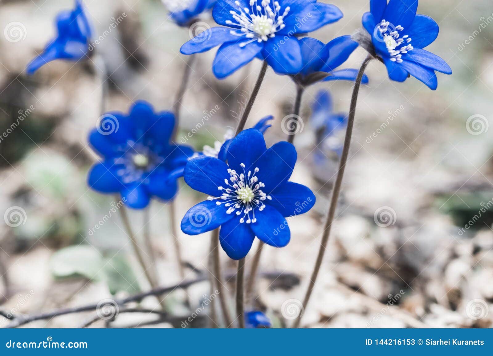 Spring Flower. Blue Snowdrop in Natural Environment. Shallow Depth of ...