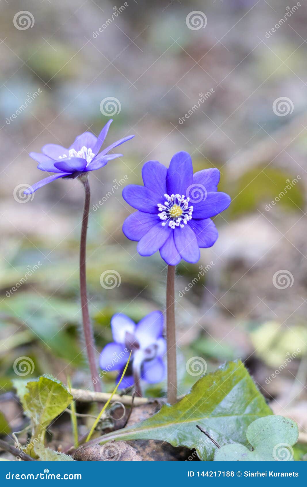 Spring Flower. Blue Snowdrop in Natural Environment. Shallow Depth of ...