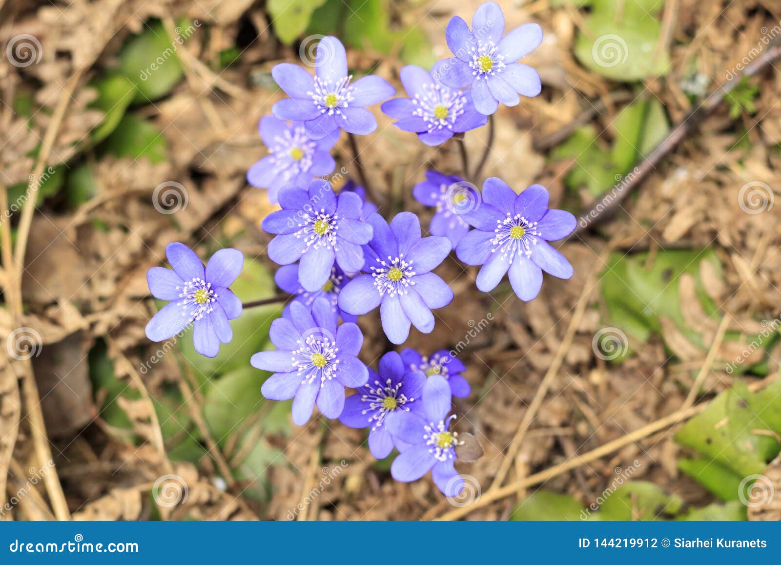 Spring Flower. Blue Snowdrop in Natural Environment. Shallow Depth of ...