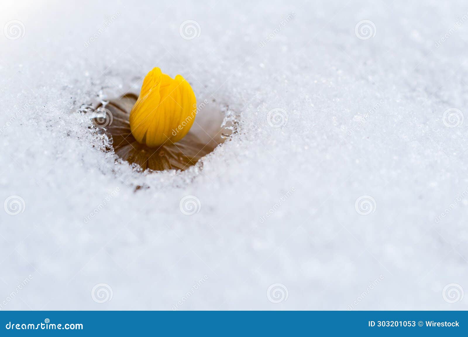 Spring Flower Breaking through the Snow in Germany Stock Image - Image ...