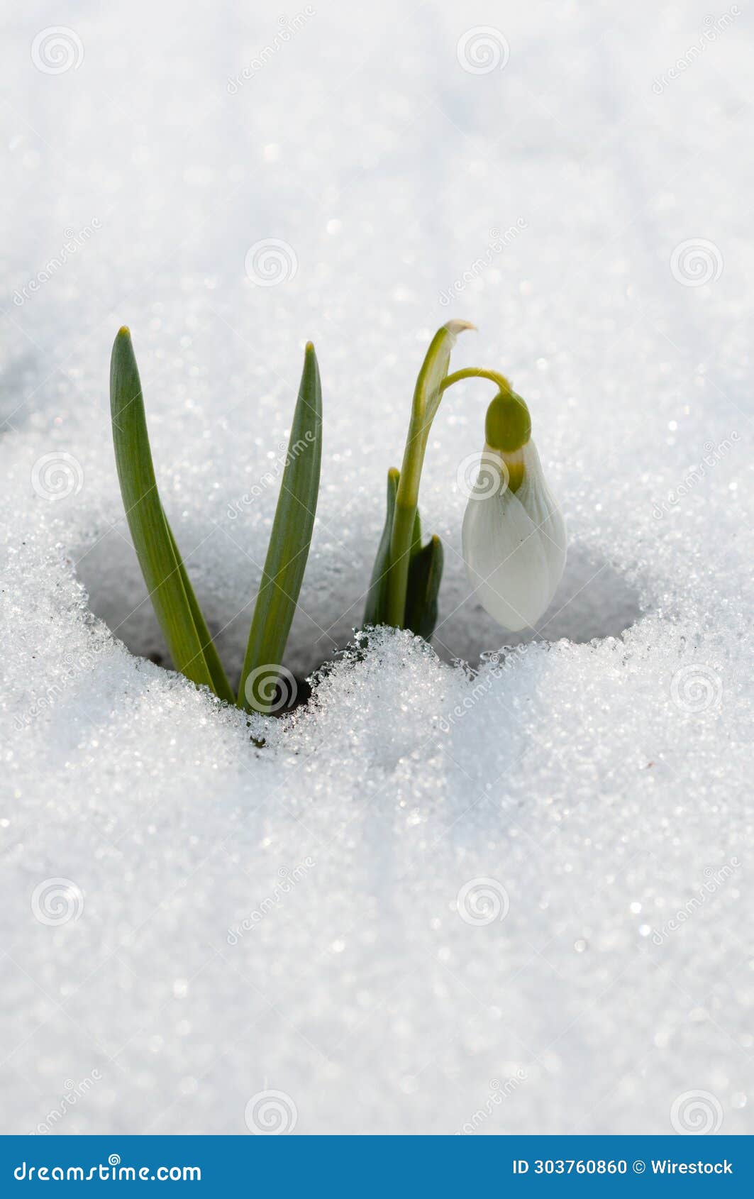 Spring Flower Breaking through the Snow in Germany Stock Photo - Image ...