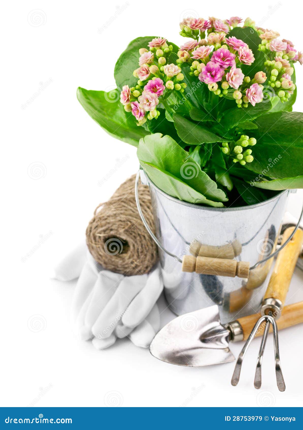 Spring Flower in Bucket with Garden Tool and Gloves Stock Image - Image ...