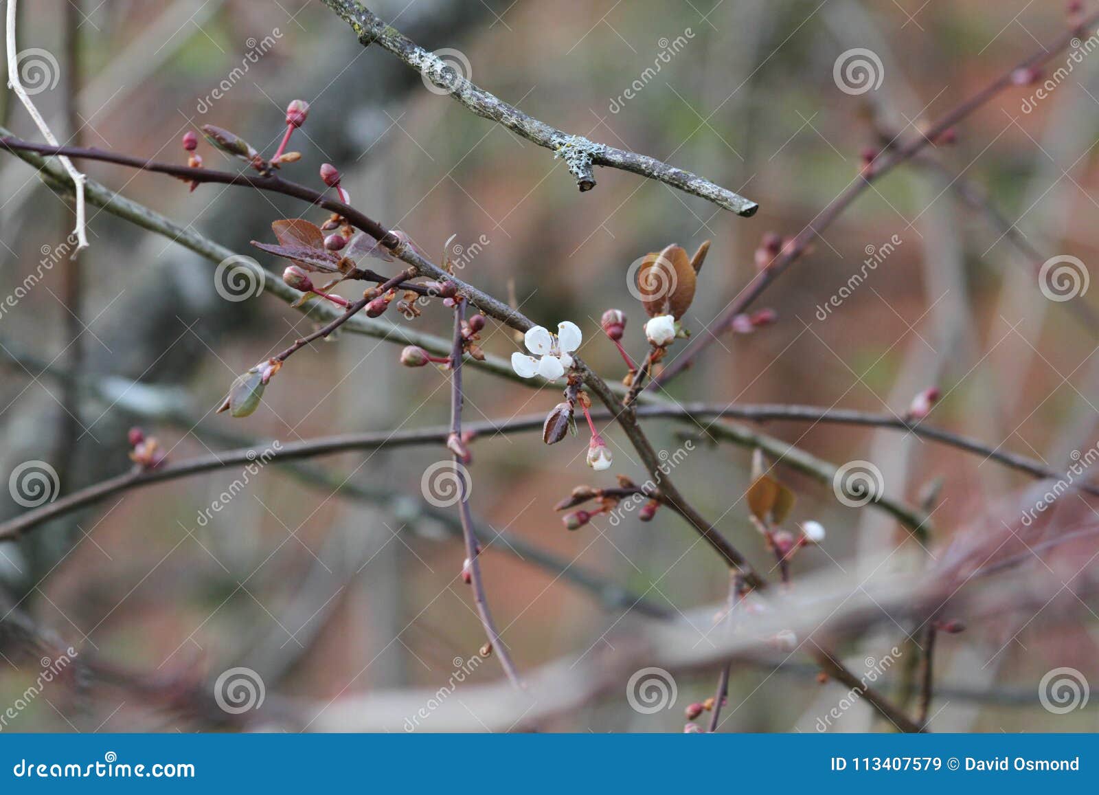 Flowers and Buds on a Branch Stock Image - Image of spring, flower ...